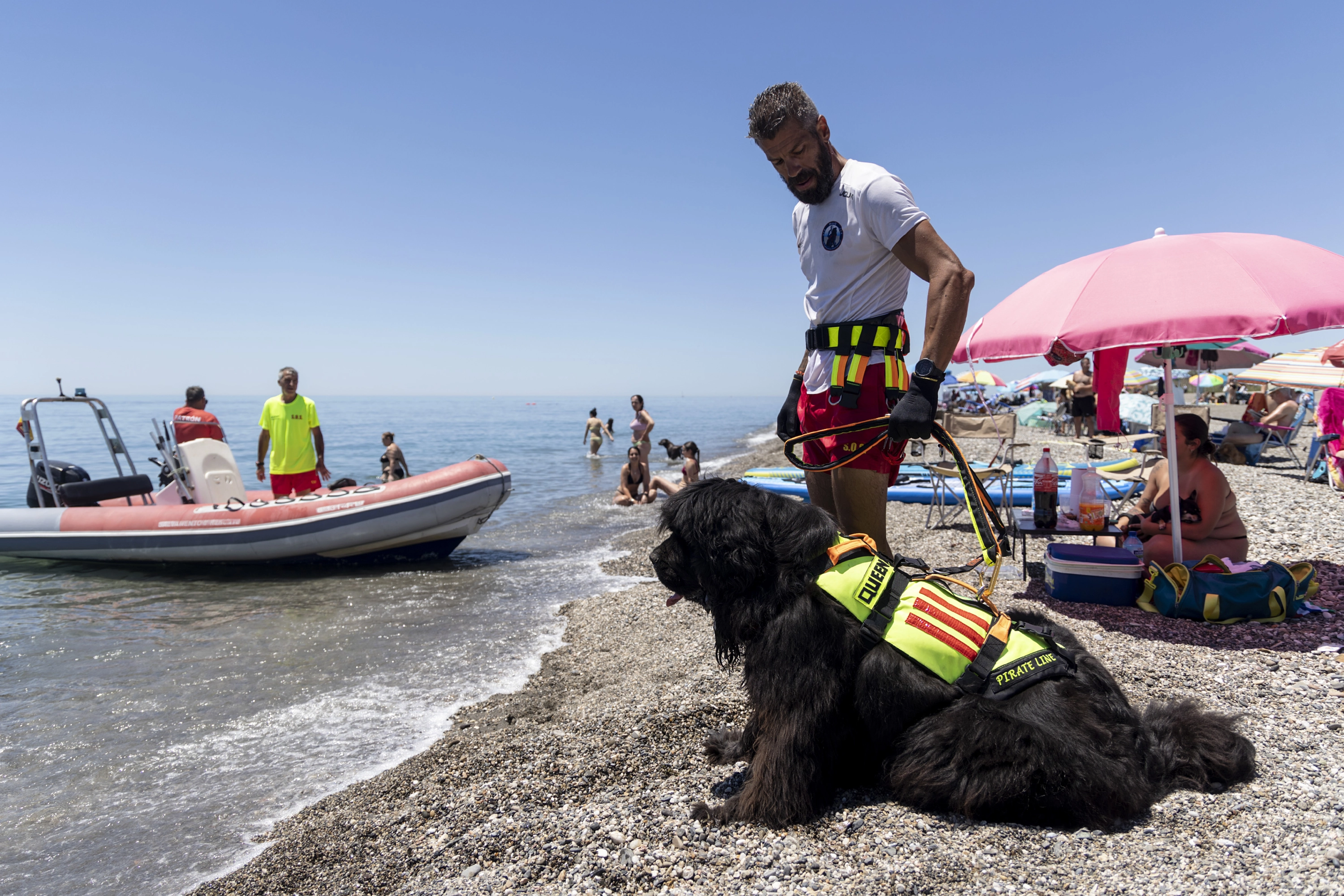 Queen, Oso, Mai, Brown... los rescatistas de cuatro patas toman las ...