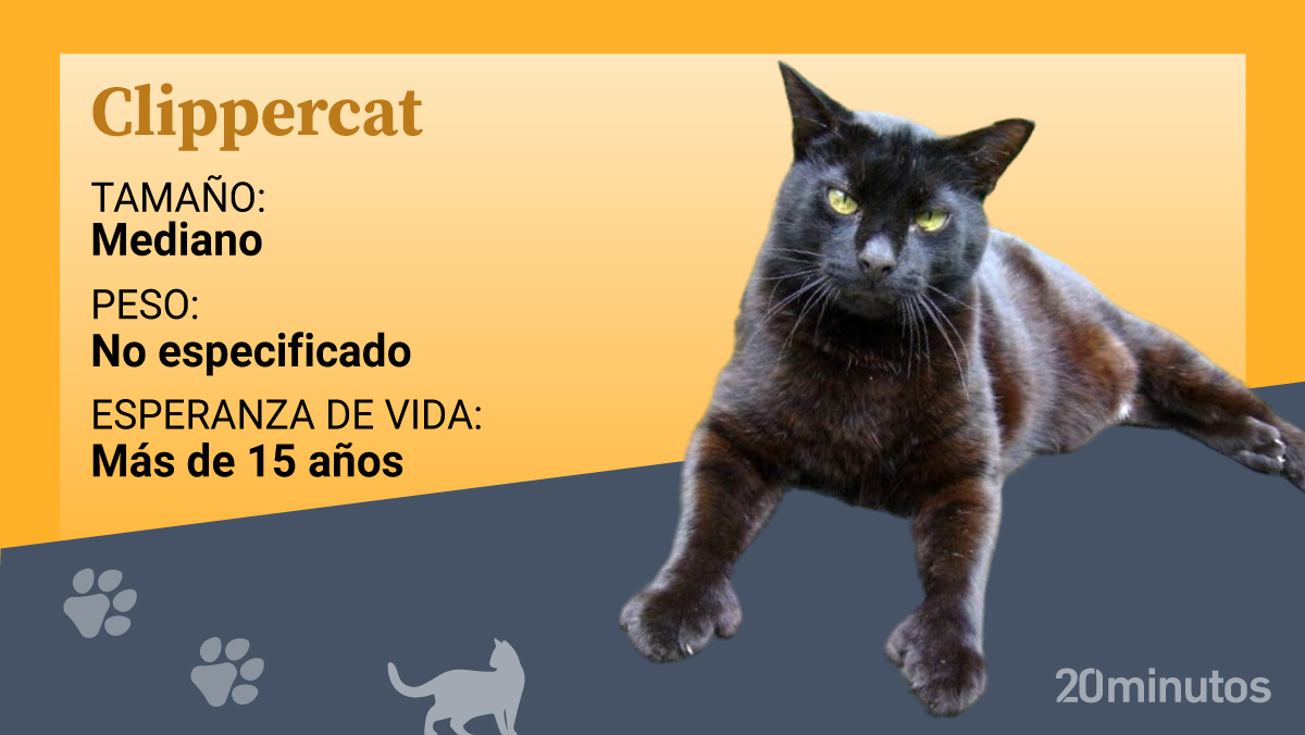El clippercat, una raza felina de Nueva Zelanda con más dedos de lo ...