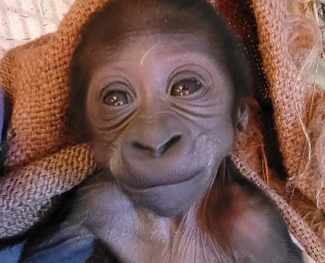 Así cuida un zoo del adorable bebé gorila que ha sido rechazado por su ...