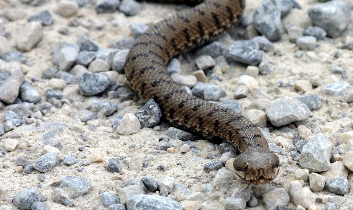 Un hombre que se dejó morder 200 veces por serpientes venenosas podría ...