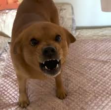 No hace falta saber chino para entender lo que pasa: Xiao Pang, el ...