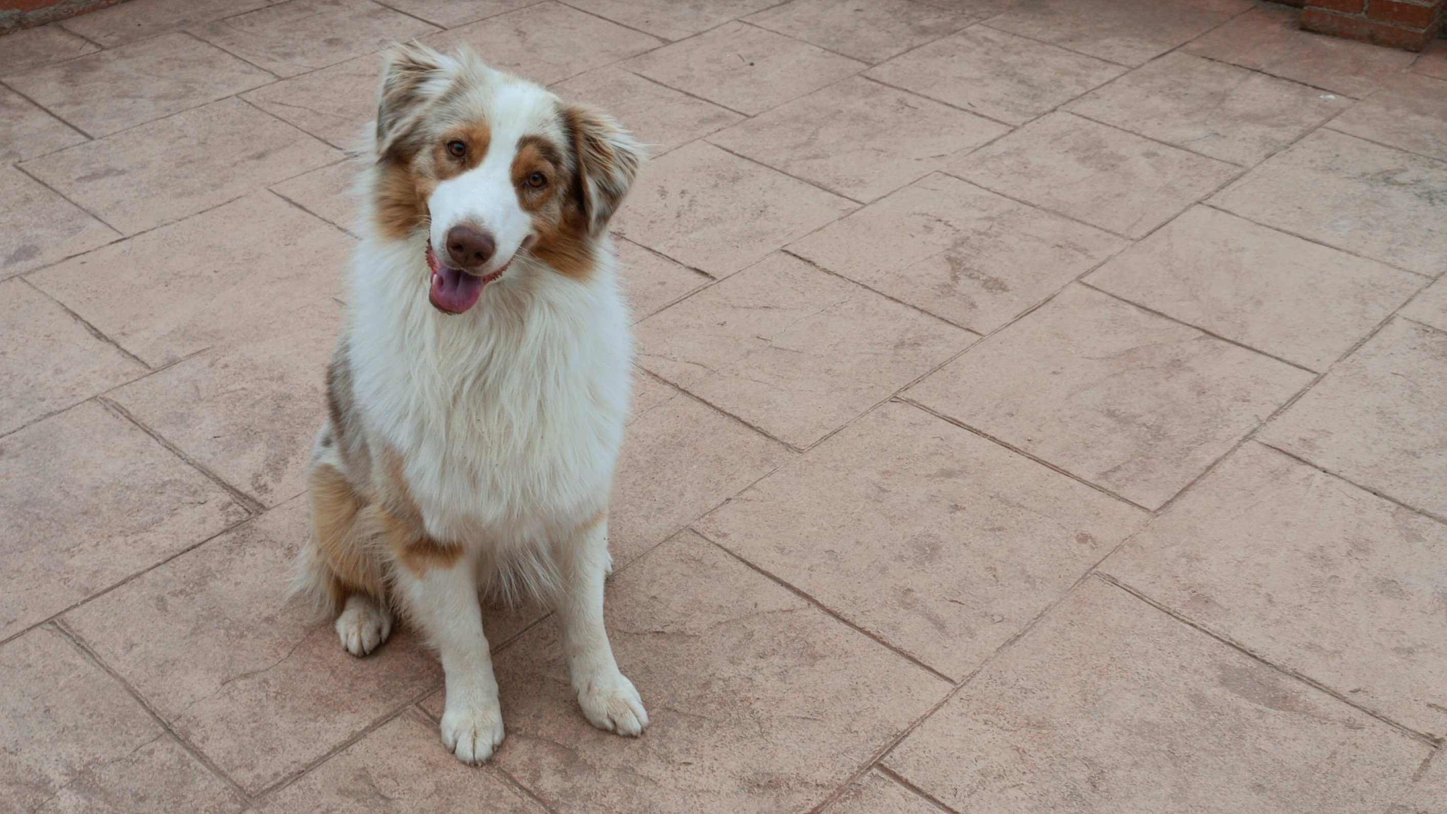 Bostezos, sonrisas, lametazos... Gestos de nuestros perros que ...