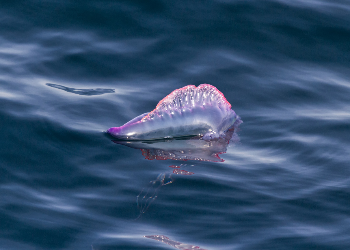 Carabelas portuguesas: qué hacer y qué evitar en caso de picadura