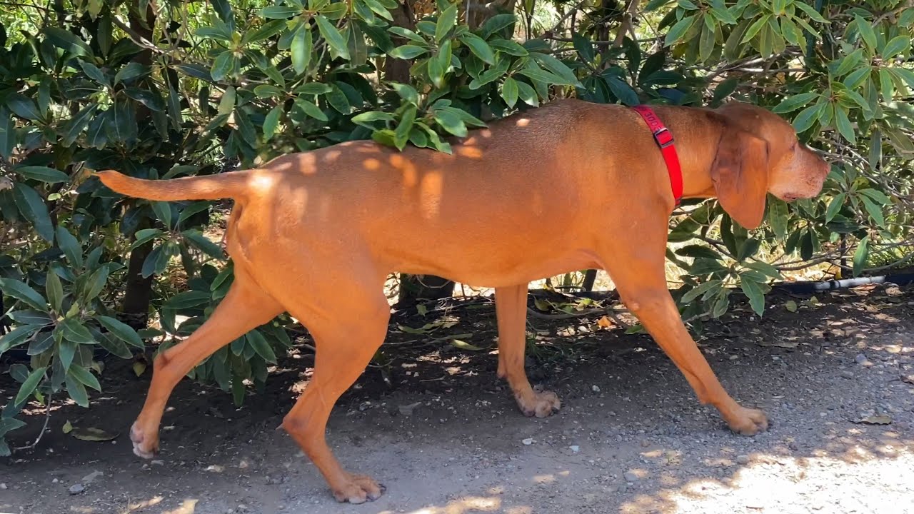 Qué es el 'trance' canino: cuando los perros caminan lentamente rozando ...