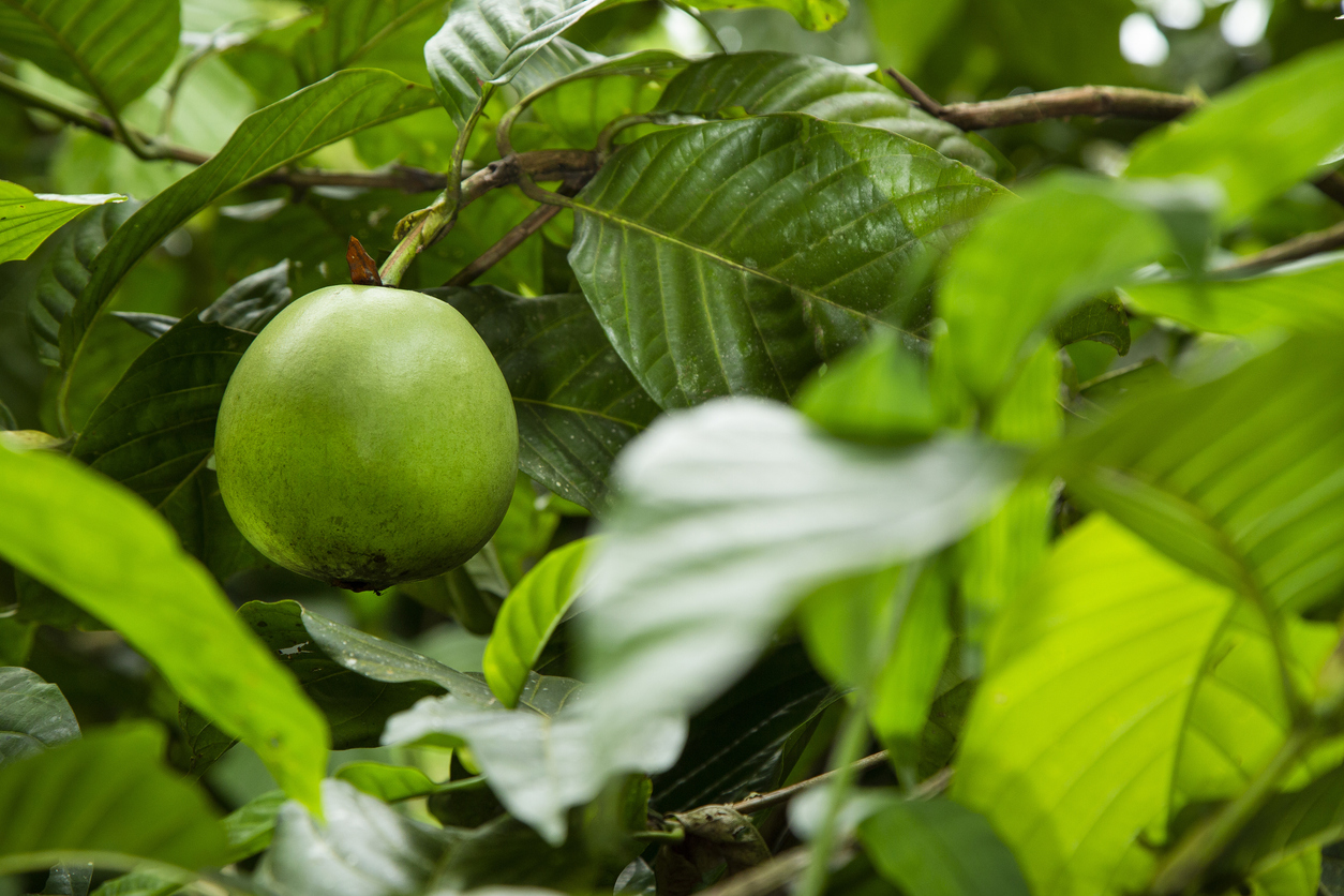 La 'superfruta' poco conocida en España que mejora el funcionamiento de ...