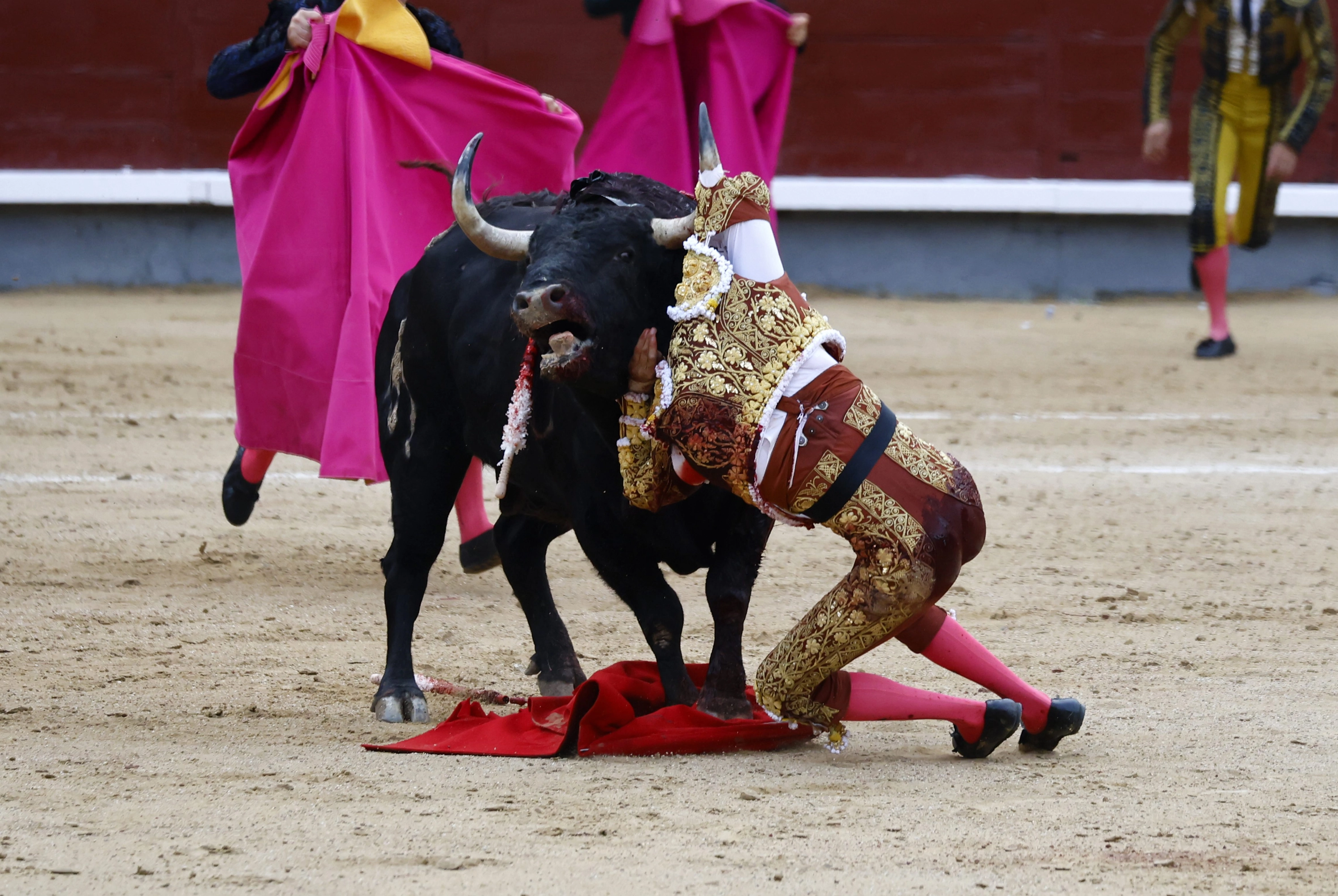 El torero Roca Rey evoluciona bien de la cornada recibida y pretende ...
