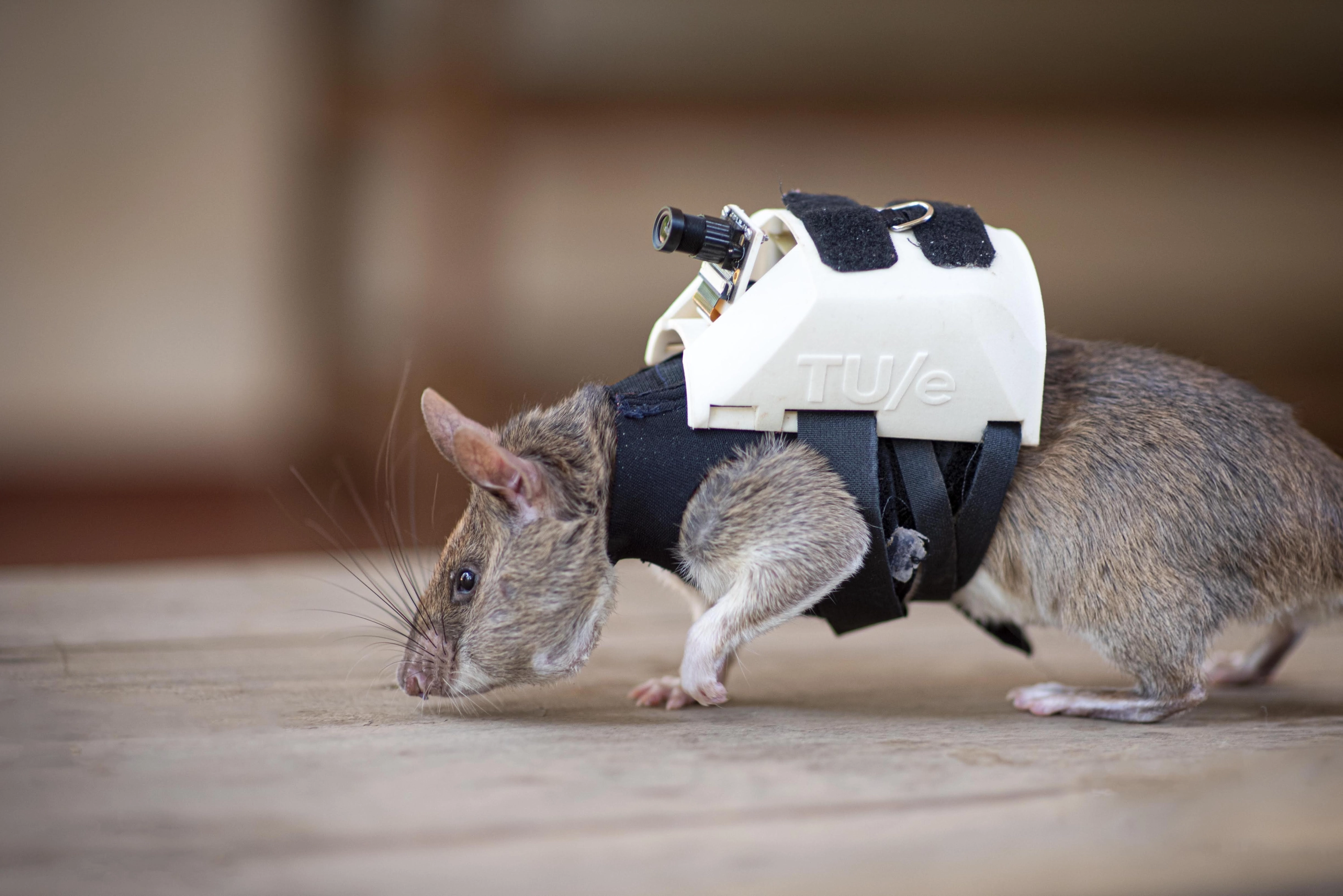 'HeroRATs', las heroicas ratas gigantes africanas que salvan vidas y ...