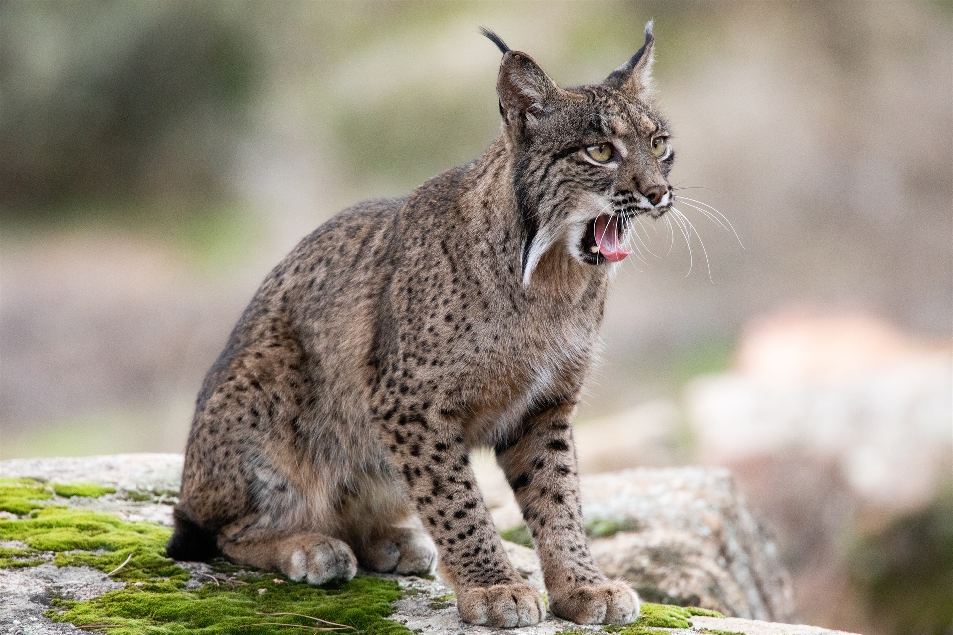 Impresionante éxito: el lince ibérico conquista Palencia, Cuenca, Murcia y Granada