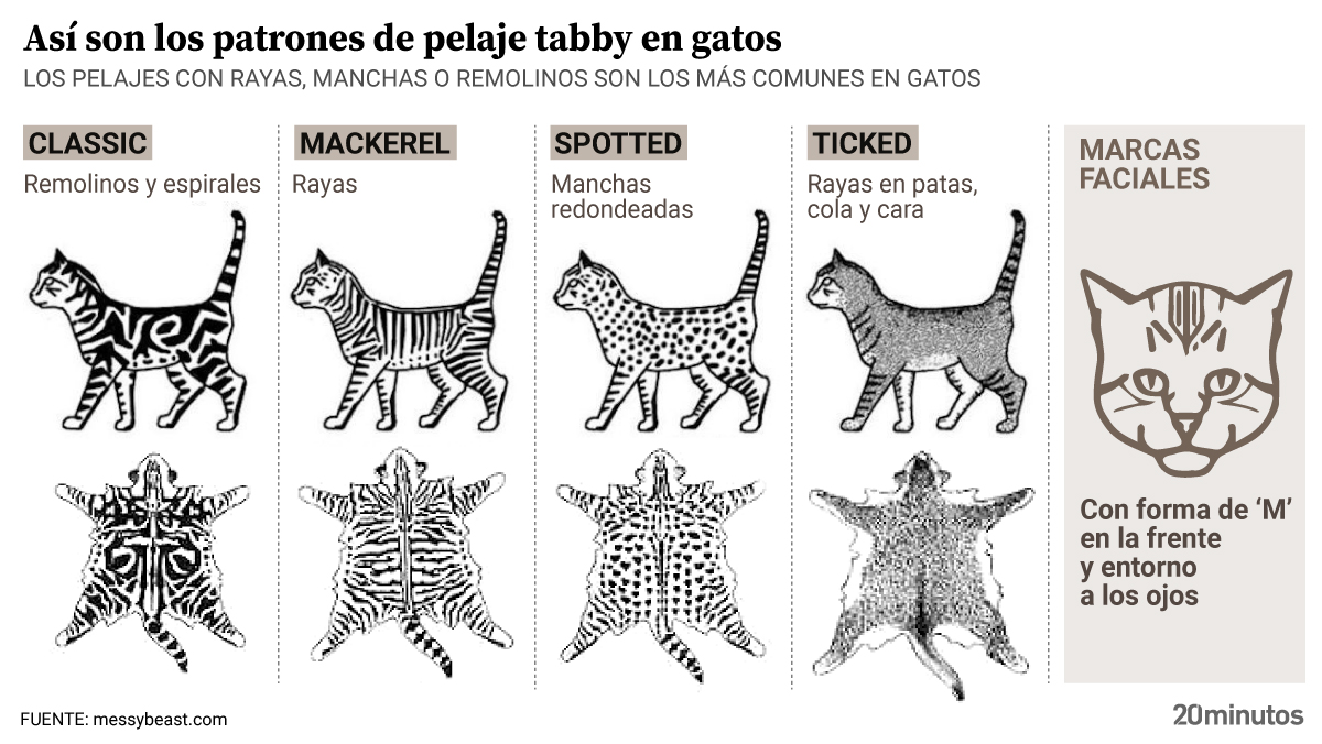 Anatomía felina a fondo: así son los patrones de los gatos tabby, ¿cómo es el tuyo?