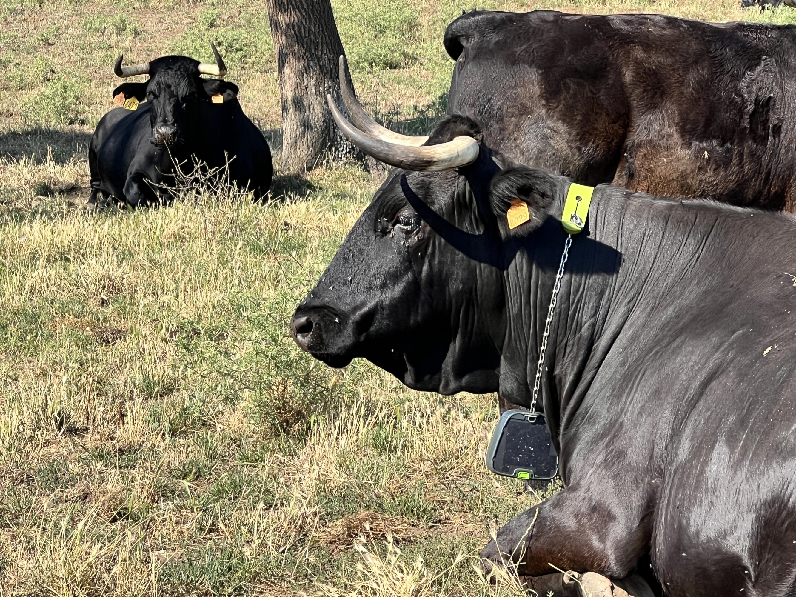 Madrid prueba en Buitrago el pastoreo del siglo XXI: collares GPS e imágenes por satélite