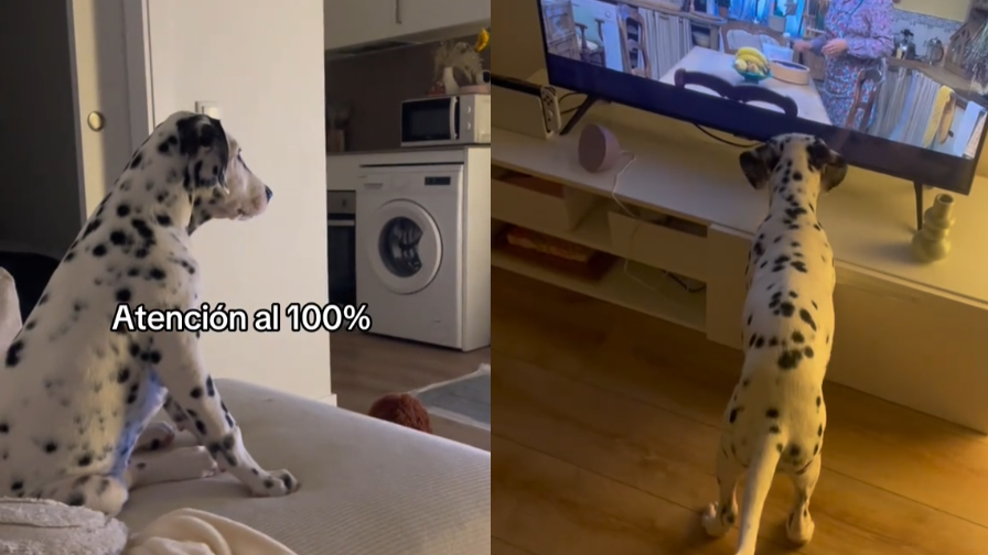 La curiosa reacción de un dálmata al ver la película '101 dálmatas' por ...