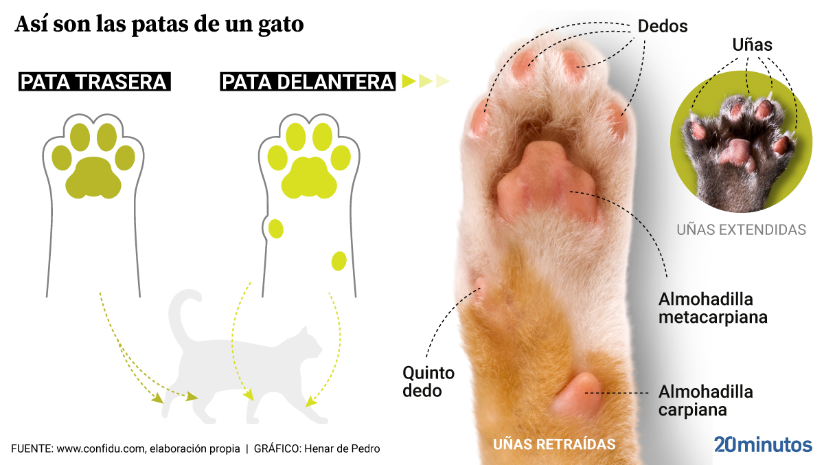 Anatomía felina: todos los secretos sobre las almohadillas de los gatos ...