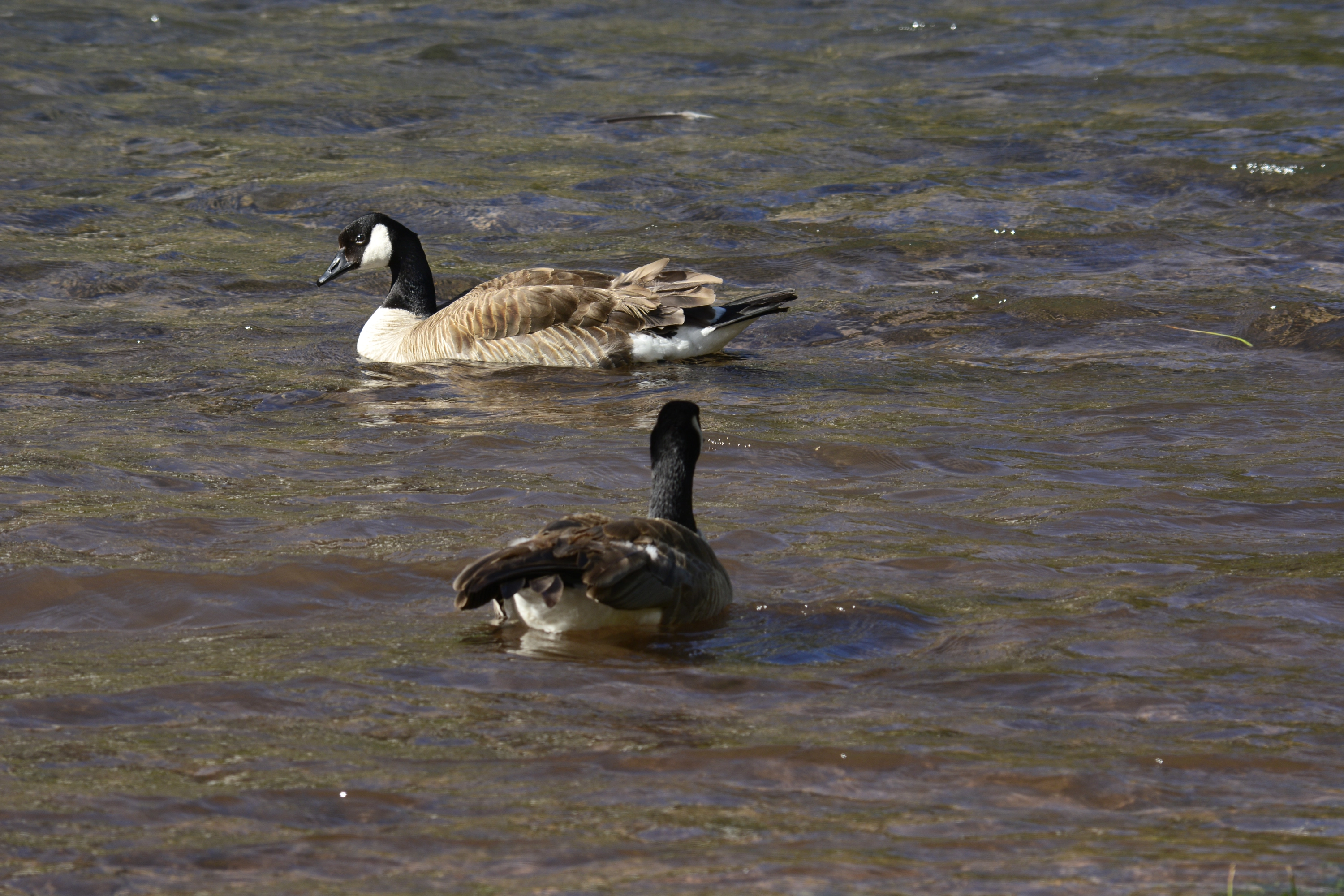 Detectado un foco de gripe aviar en Don Benito tras la muerte de gansos