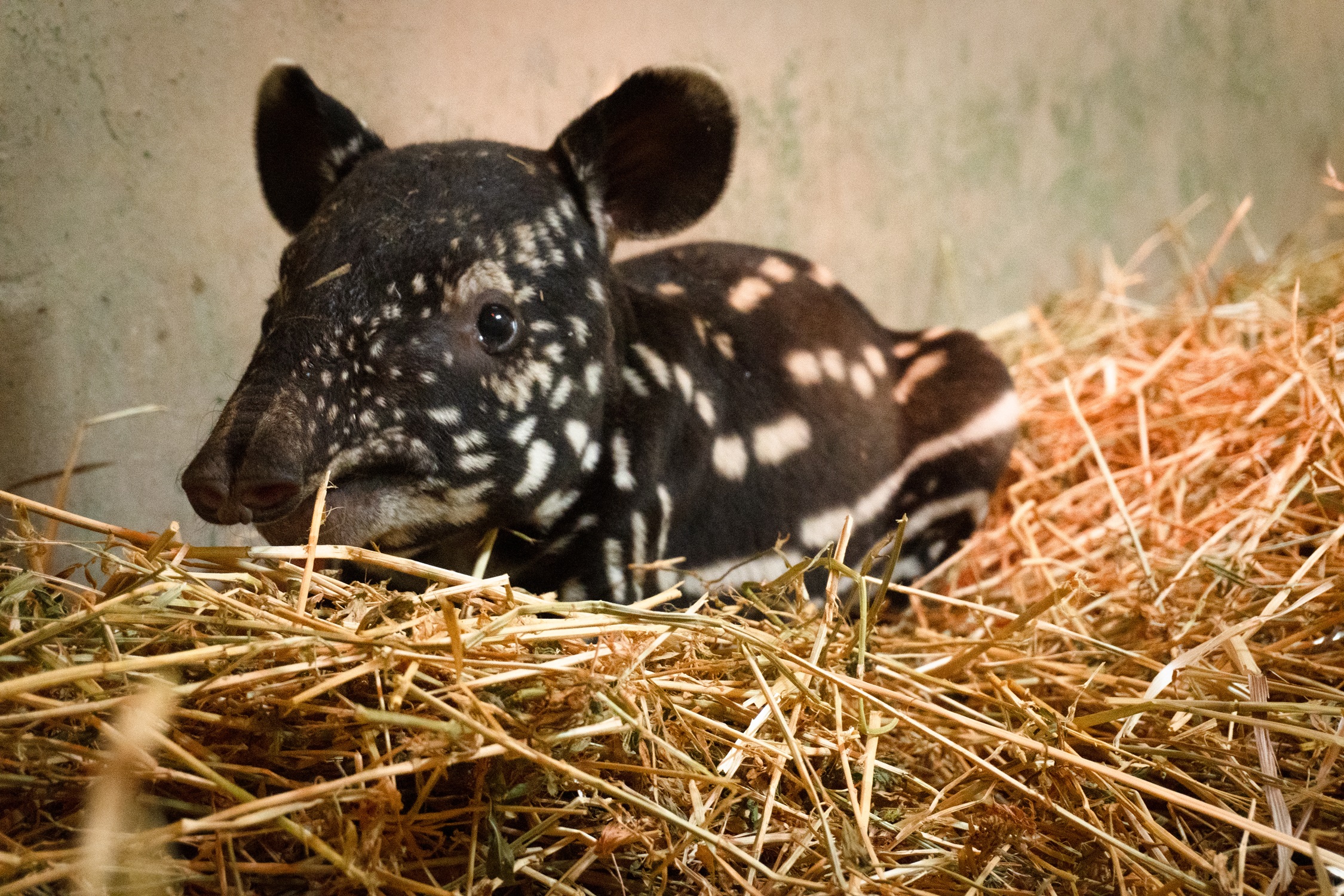 Nace la primera cría de tapir malayo en España en el Bioparc Fuengirola