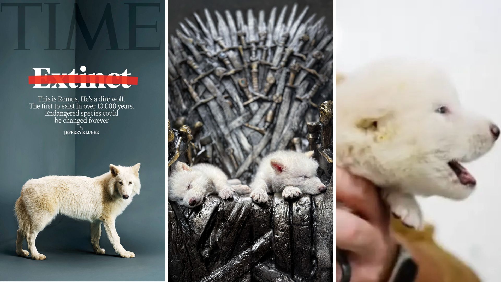 Tecnología para resucitar el pasado: así ha vuelto a la vida el lobo ...