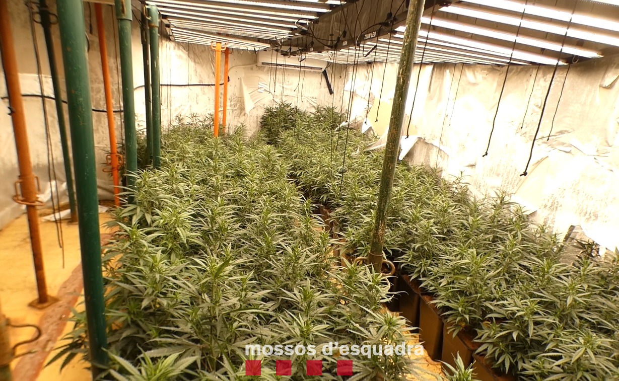 Desmantelan una plantación de marihuana en una casa de Gavà y detienen a un padre y una hija ...