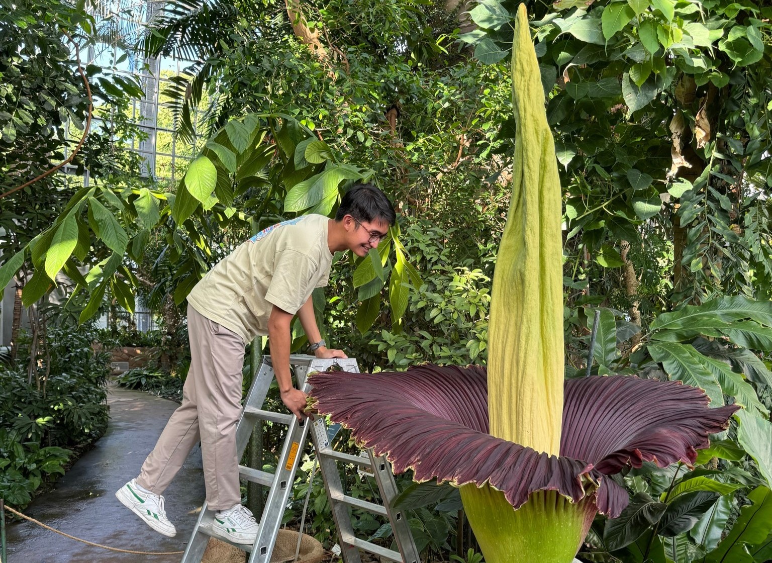Berlín celebra el florecer de su aro gigante, la flor más grande de ...